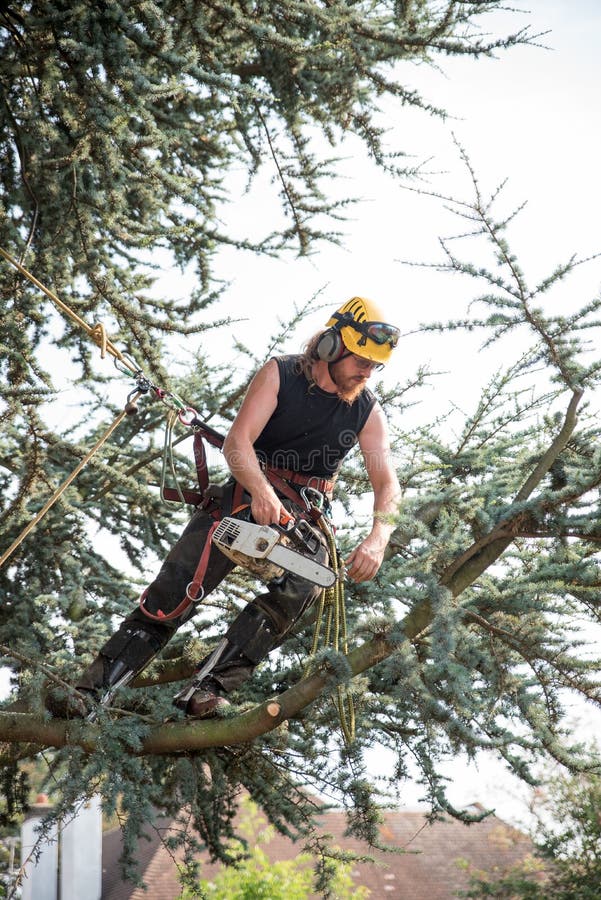 Male Tree Surgeon Using a Chainsaw Stock Photo - Image of arboriculture ...
