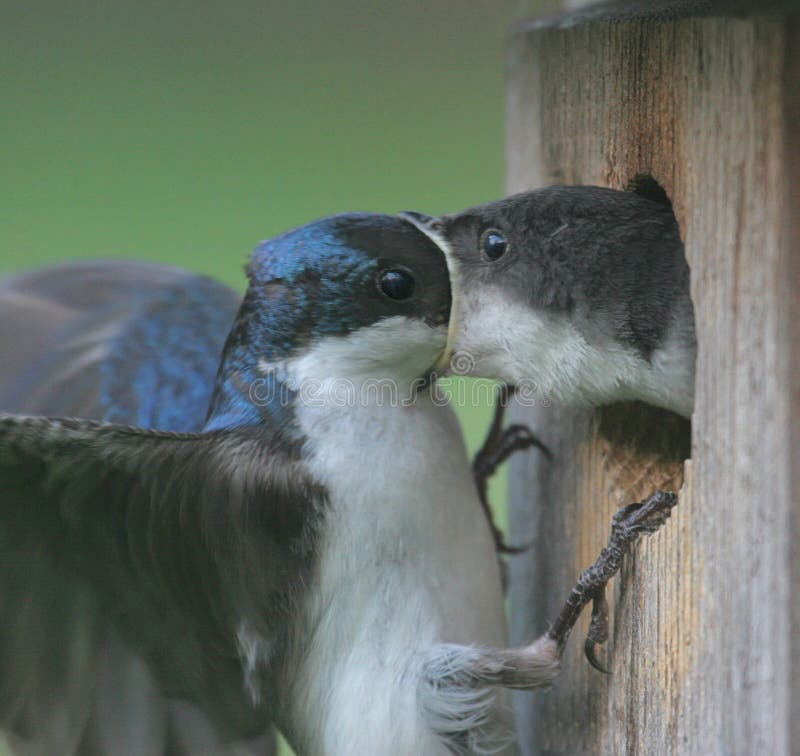 Two Baby Swallow Birds On Rocks Stock Photo - Image of baby, head: 59083442