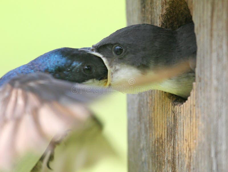 Tree Swallow Feeding Babies Stock Image - Image of hole, tree: 45014833
