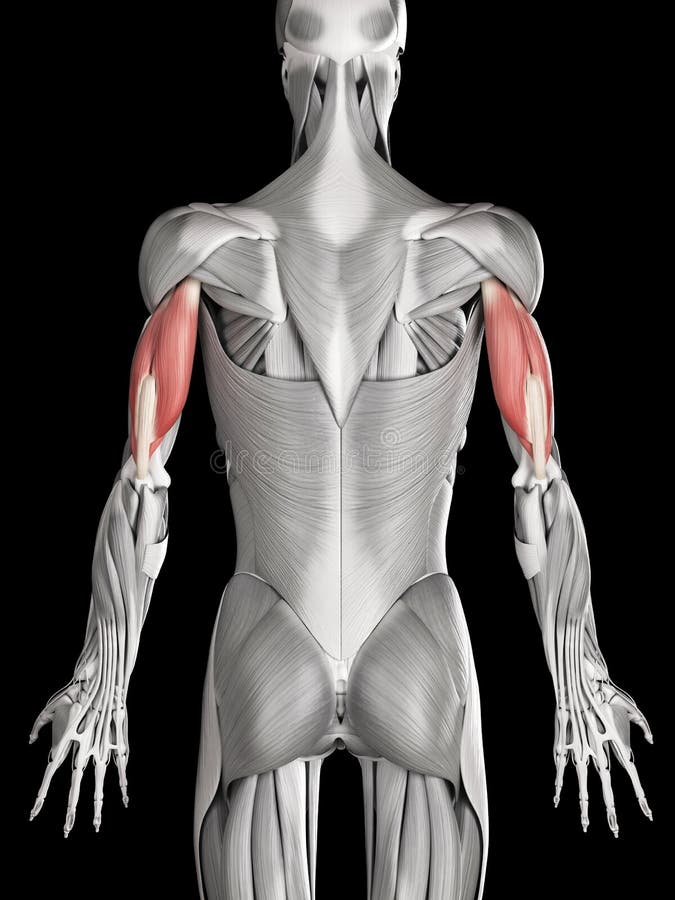 The male triceps stock illustration. Illustration of arms - 45576858