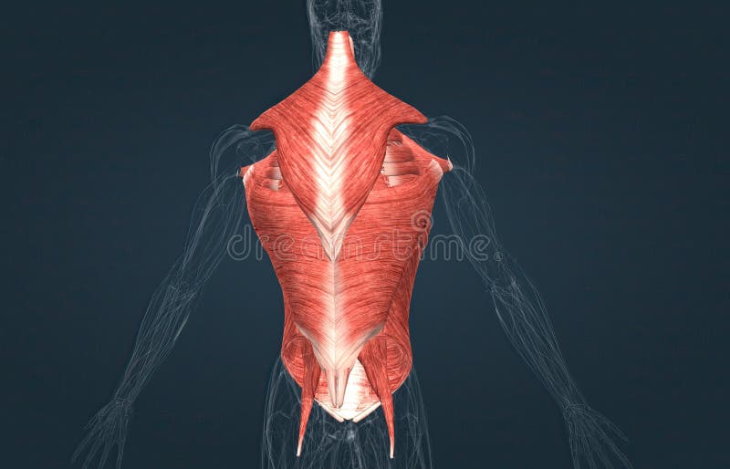 Male Trunk Muscles are the Muscles that Cover the Trunk Stock ...