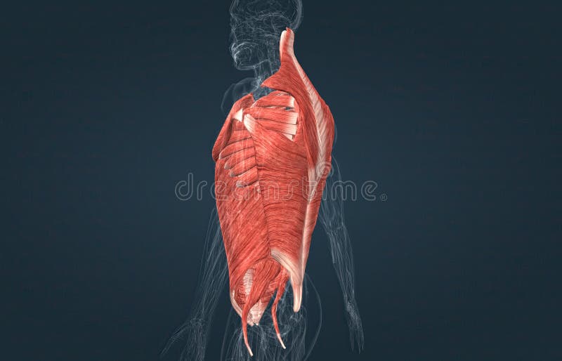Male Trunk Muscles are the Muscles that Cover the Trunk Stock ...