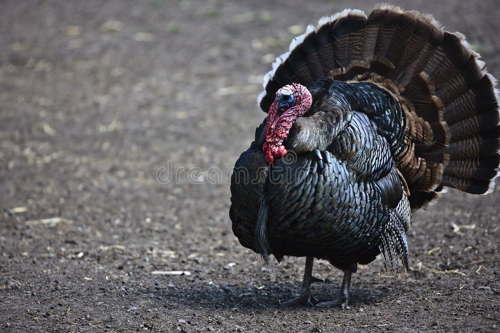 Turkey Flapping Feathers Stock Photos - Free & Royalty-Free Stock ...