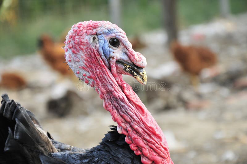 Male turkey stock image. Image of gallopavo, strutting - 297505119