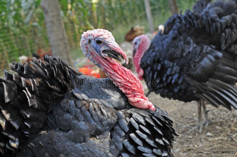 Male turkey stock photo. Image of acacia, outdoor, shot - 347250466