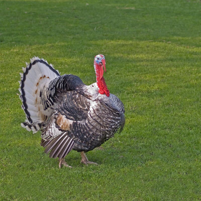 Male Tom Turkey Head stock photo. Image of agriculture - 52993342