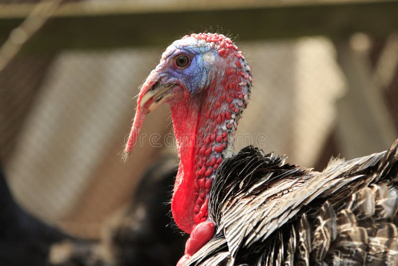 Male Turkey in Close stock photo. Image of portrait, beak - 35080392
