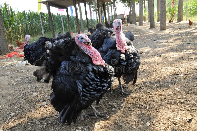 Male turkey stock image. Image of male, natural, trees - 345233845