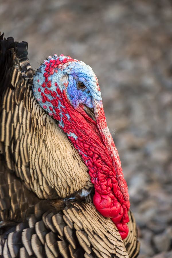 Male Turkey in Close stock photo. Image of portrait, beak - 35080392