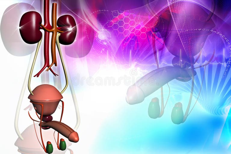Male urinary system stock illustration. Illustration of biology - 16699244