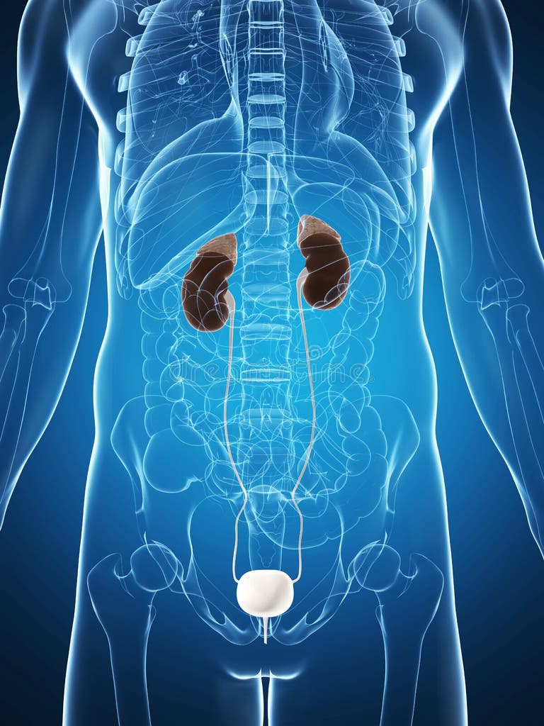 Male Urinary System Stock Illustrations – 2,463 Male Urinary System ...