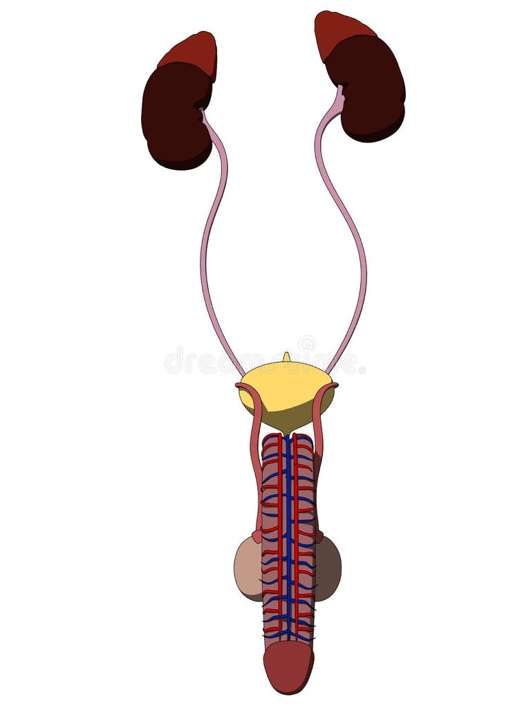 Male Urinary System Cross Section Stock Illustrations – 51 Male Urinary ...