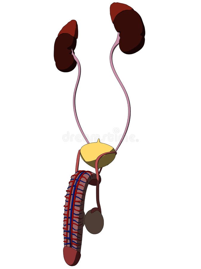 Urinary Tract Anatomy Male