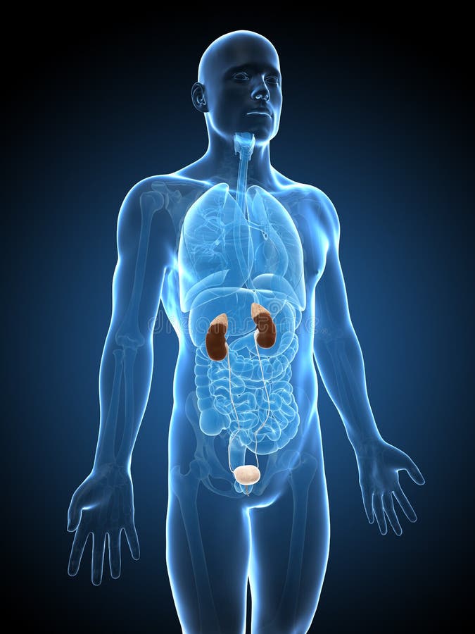 Male urinary system stock illustration. Illustration of urinary - 22543145