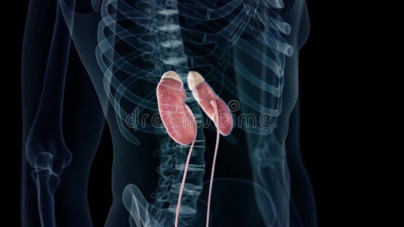 Urinary System, Detailed Male Bladder and Kidney Anatomy, Urology ...