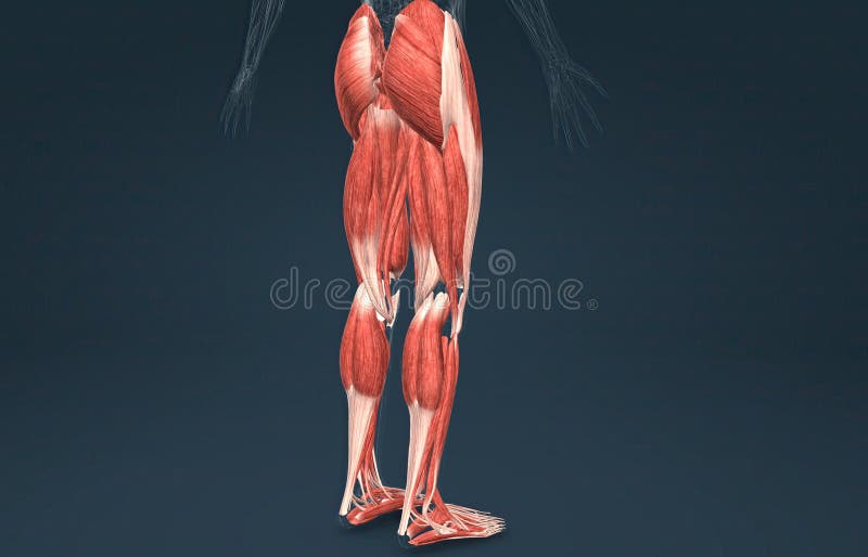Male Muscles of the Lower Limb Stock Illustration - Illustration of ...