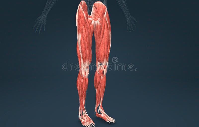 Male Muscles of the Lower Limb Stock Illustration - Illustration of ...