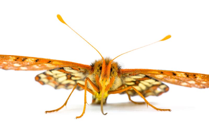 Male Variable Checkerspot Butterfly, Euphydryas Ch Stock Image - Image ...