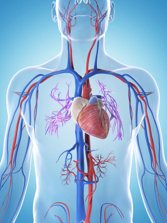Human vascular system stock illustration. Illustration of arteries ...