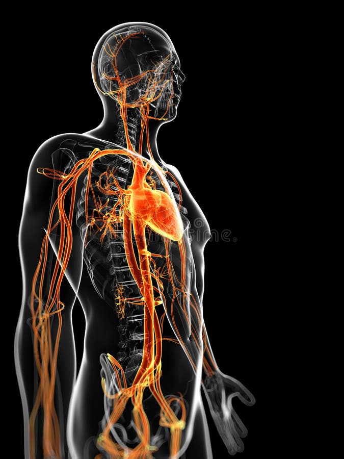 The male vascular system stock illustration. Illustration of rendering ...