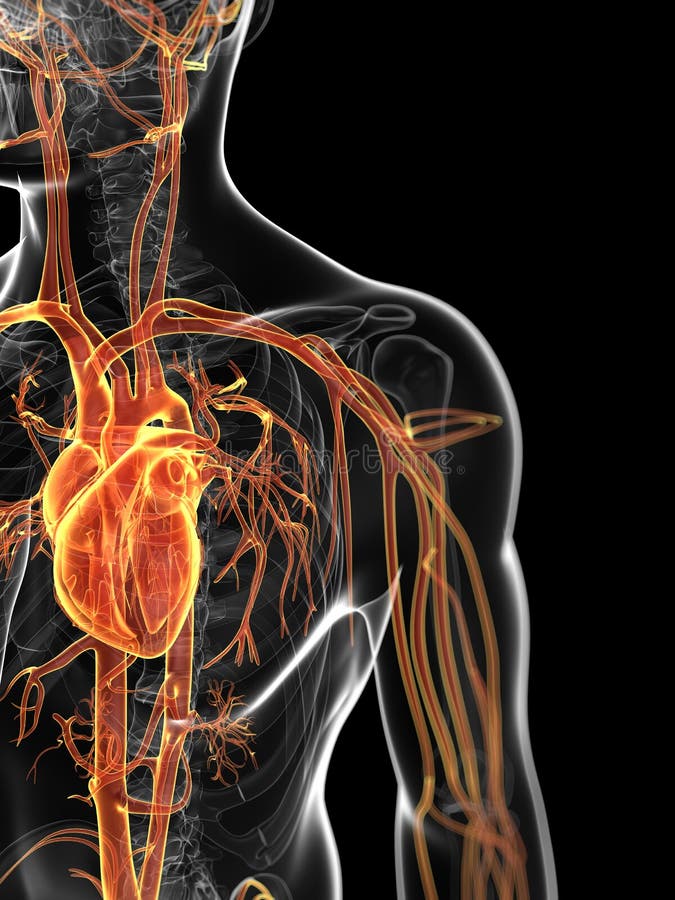 The male vascular system stock illustration. Illustration of ...