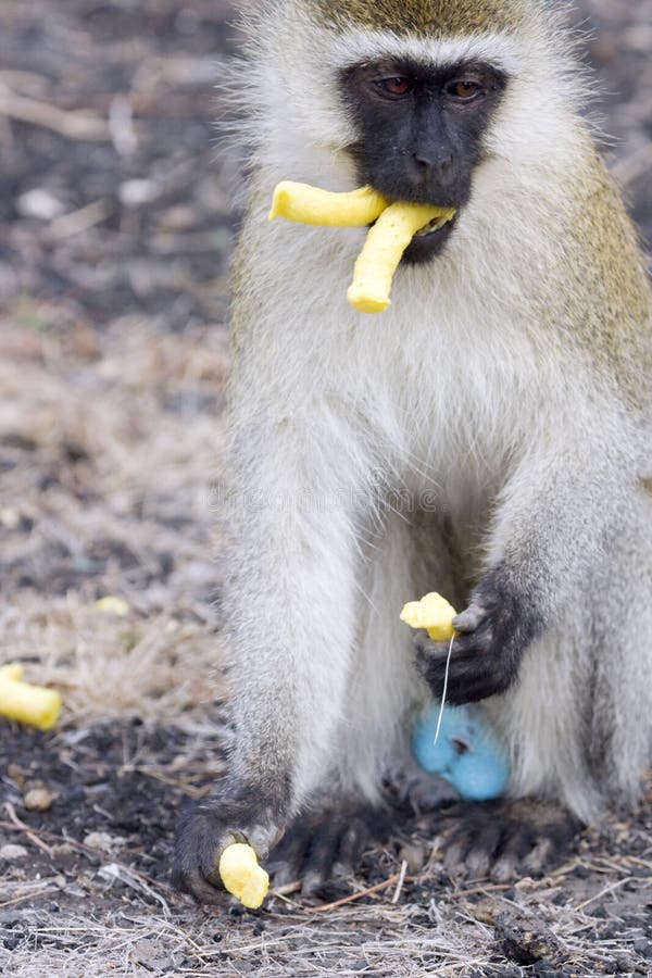 Male Vervet Monkey Eating Corn Sticks. Stock Image - Image of africa ...