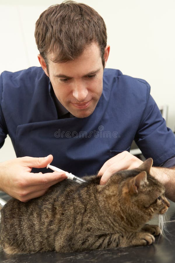 Male Veterinary Surgeon and Nurse Stock Image - Image of jack, indoors ...