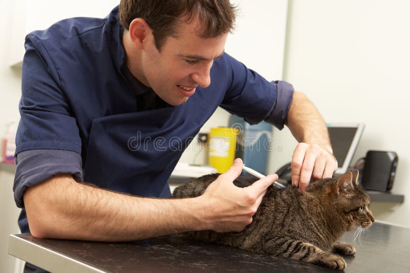 Male Veterinary Surgeon Examining Cat in Surgery Stock Image - Image of ...