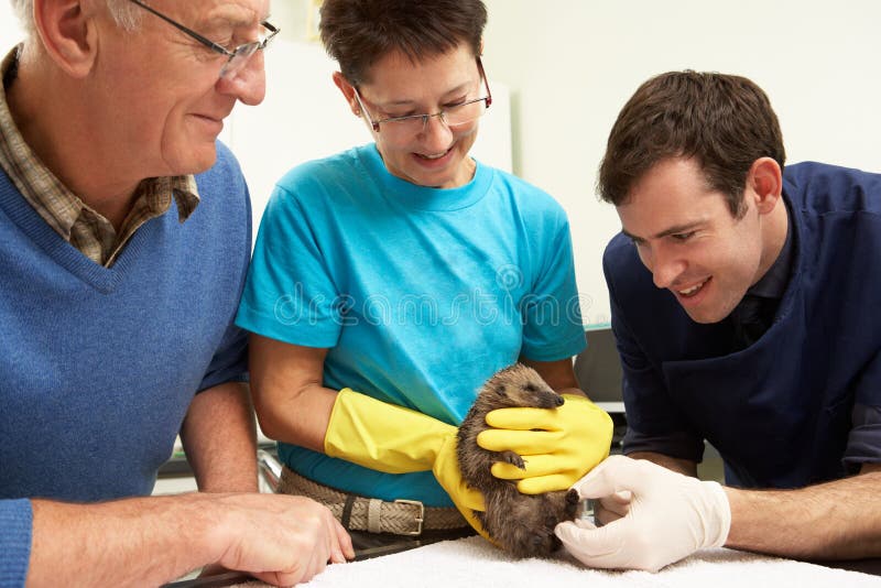 Male Veterinary Surgeon and Nurse Stock Image - Image of jack, indoors ...