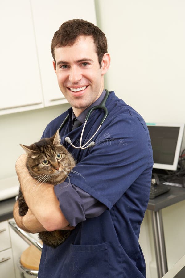 Male Veterinary Surgeon and Nurse Stock Image - Image of jack, indoors ...