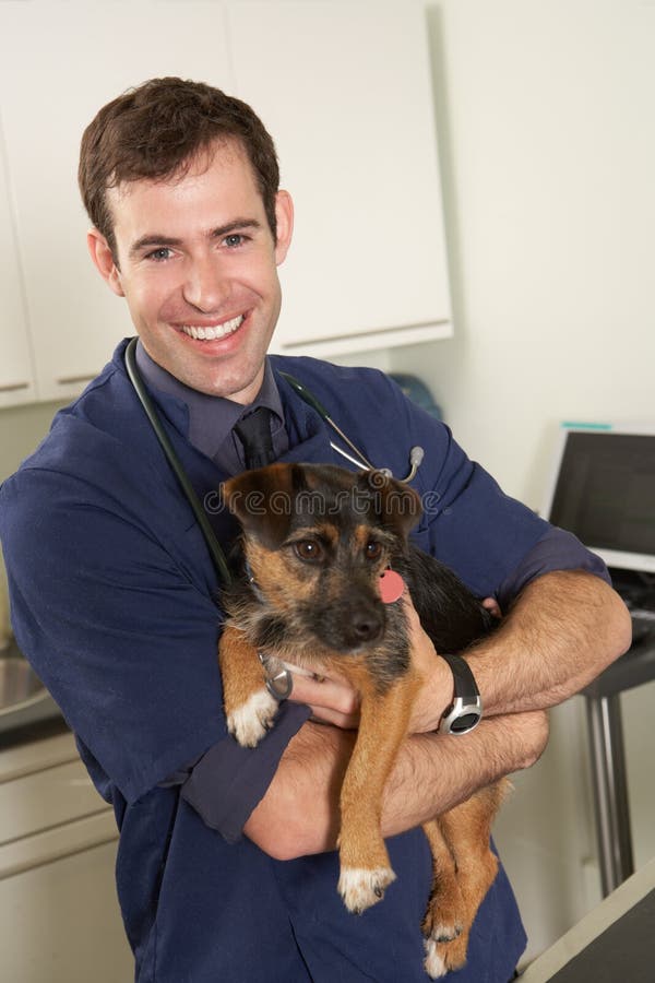 Male Veterinary Surgeon Holding Dog in Surgery Stock Photo - Image of ...