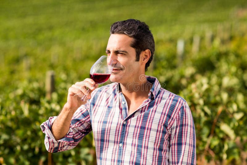 Male vintner having wine stock photo. Image of field - 77870240