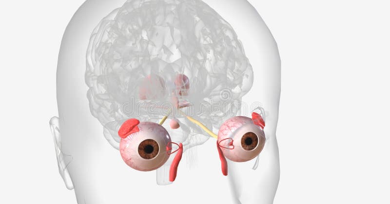 The Visual System Contains the Eyes, Optic Nerves, Optic Tracts, and ...