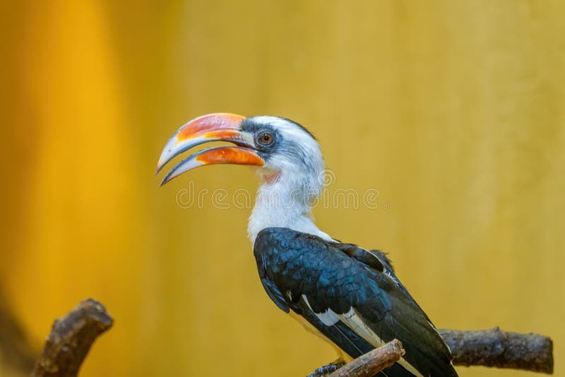 Male Von Der Decken S Hornbill (Tockus Deckeni Stock Photo - Image of ...
