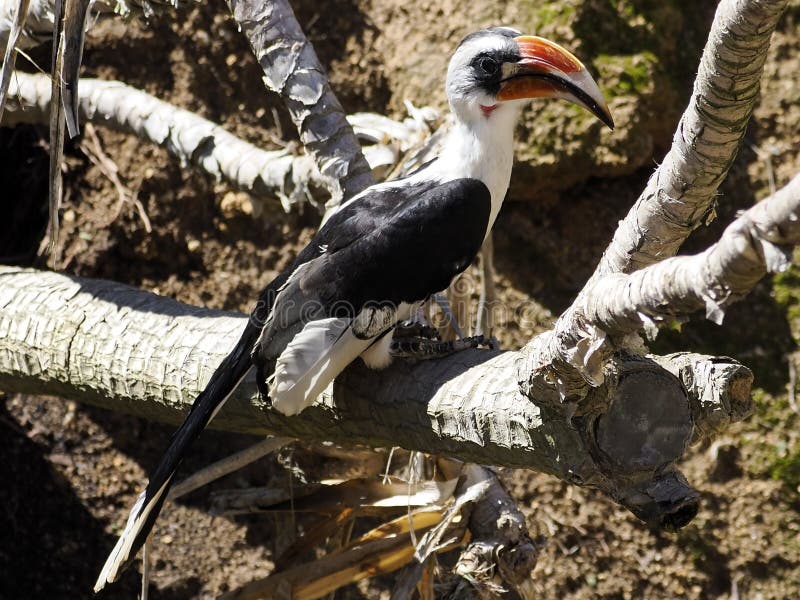 Von Der Decken S Hornbill Perched on Tree Branch Stock Photo - Image of ...
