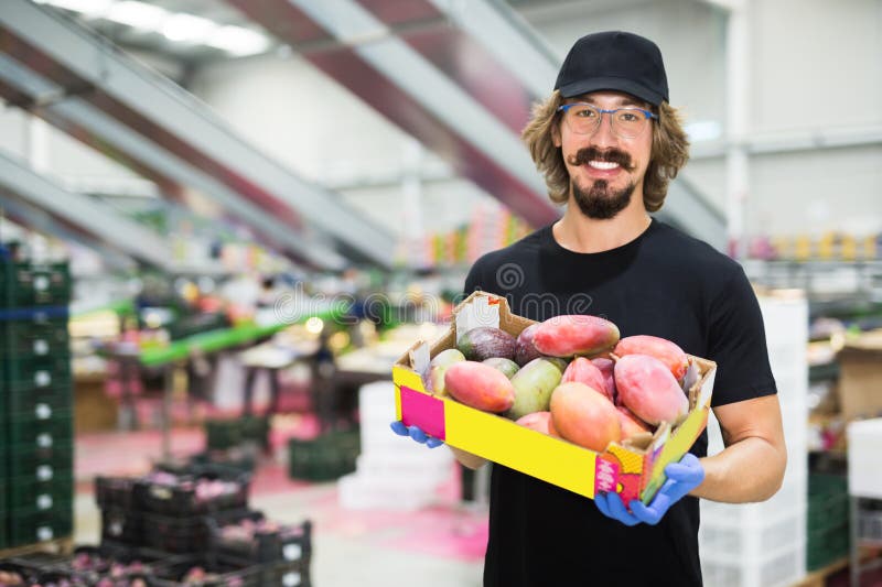 Male Warehouse Worker Loading Boxes with Mango Stock Image - Image of ...