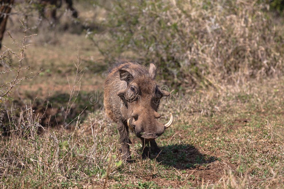 Warthog Animal Wildlife stock photo. Image of male, warthog - 29156022