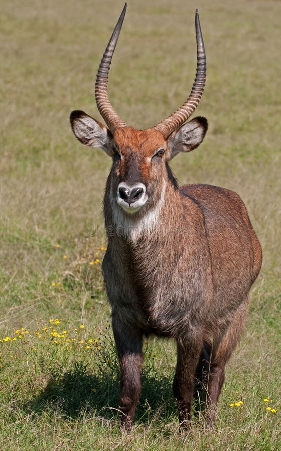 Water Buck male stock image. Image of reeds, bucks, farm - 30964137