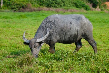 A male water buffalo stock photo. Image of carabao, geoponics - 19348972