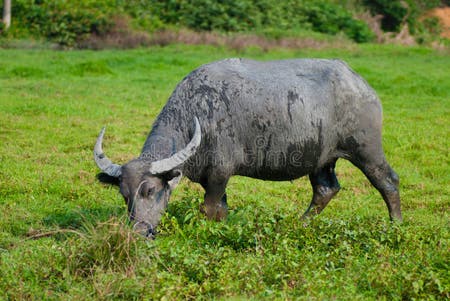 A male water buffalo stock photo. Image of carabao, geoponics - 19348972