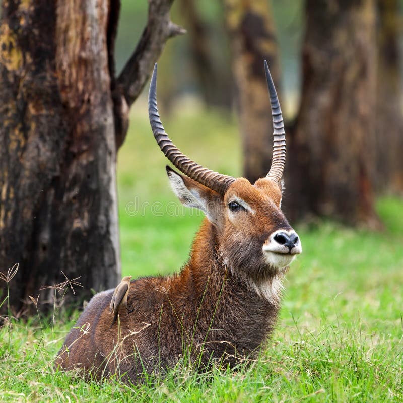 Male waterbuck stock image. Image of grass, kenya, toed - 21347321