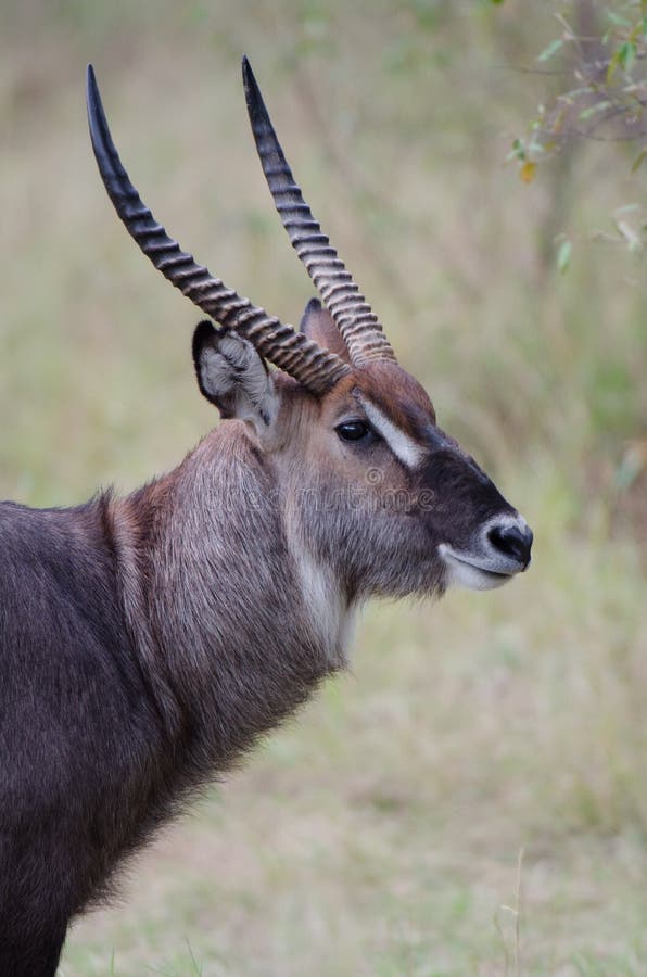 Male Waterbuck stock photo. Image of safari, savanna - 28027174