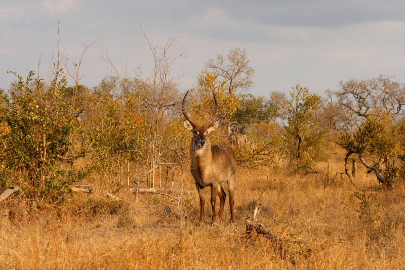 A Photo of a Waterbuck`s Head and Neck with Grass and Sky in the ...
