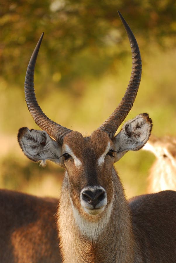 Male Waterbuck (Kobus Ellipsiprymnus) Stock Photo - Image of savanna ...