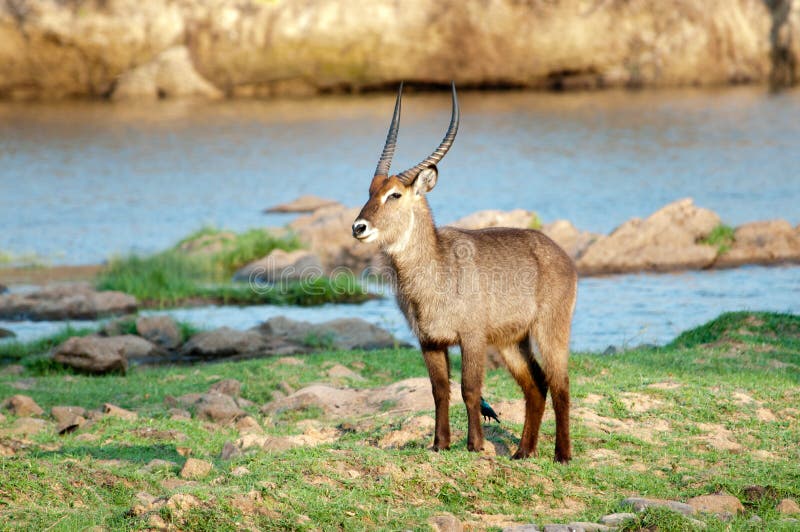 Male Waterbuck Posing on the Waters Edge Stock Photo - Image of ...
