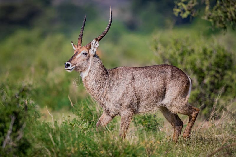 Left Profile of American Bison or Buffalo Stock Photo - Image of ...