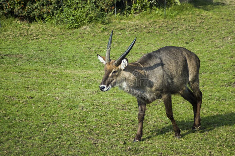 Male waterbuck stock photo. Image of mammal, nature, african - 82234352