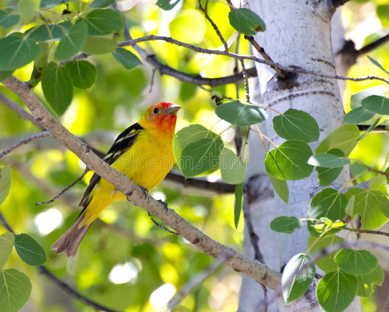 Male Western Tanager Bird in Tree Stock Photo - Image of outside ...