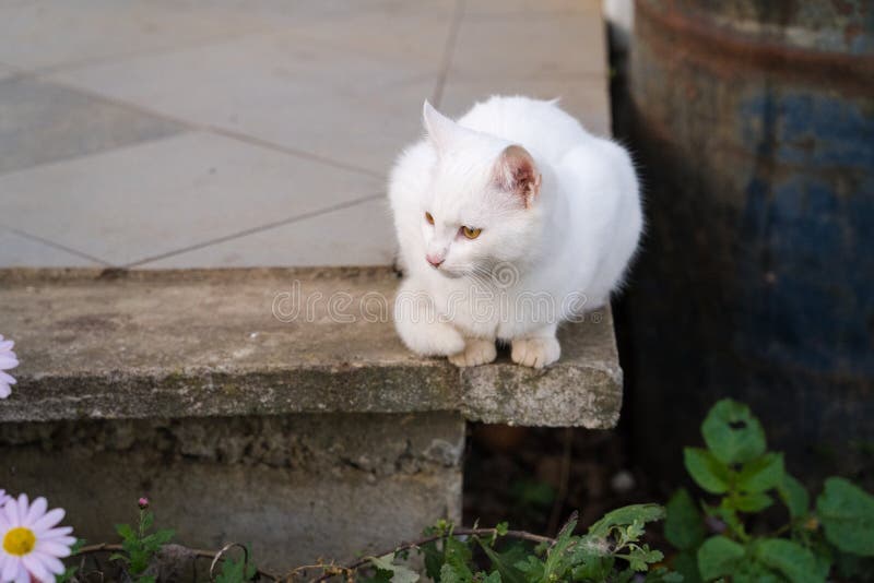 Male white cat Felis catus stock photo. Image of mammals - 202172604