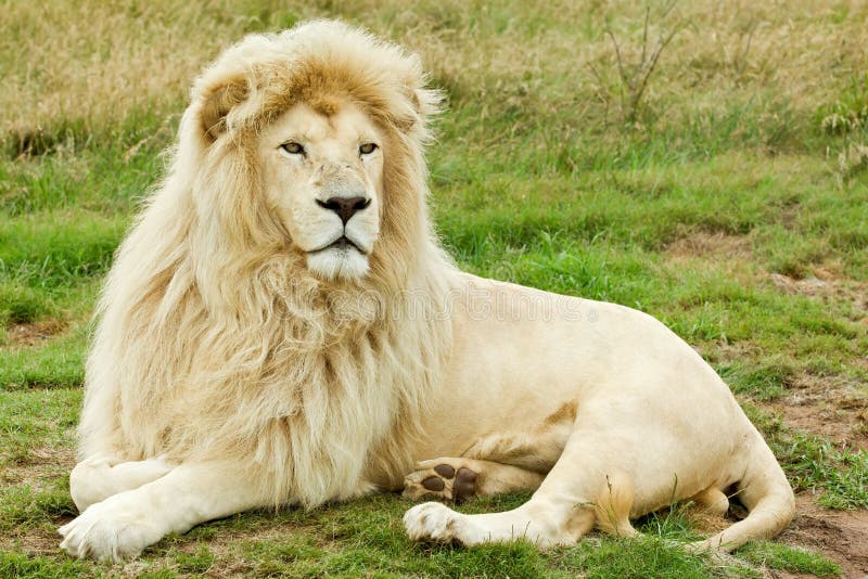 Beautiful White Lion